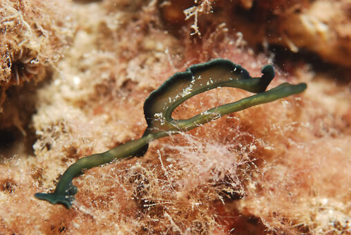 Bonellia viridis | Bonèlia | Espècies Marines del Mediterrani