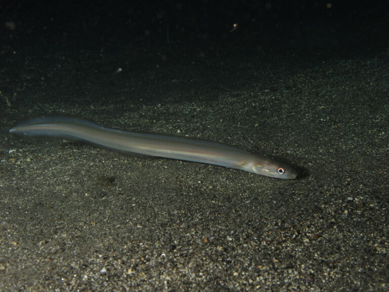 Ariosoma balearicum | Congre dolç – Espècies Marines del Mediterrani