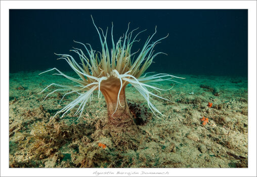 Cerianthus Membranaceus | Anèmona de tub | Espècies Marines del Mediterrani