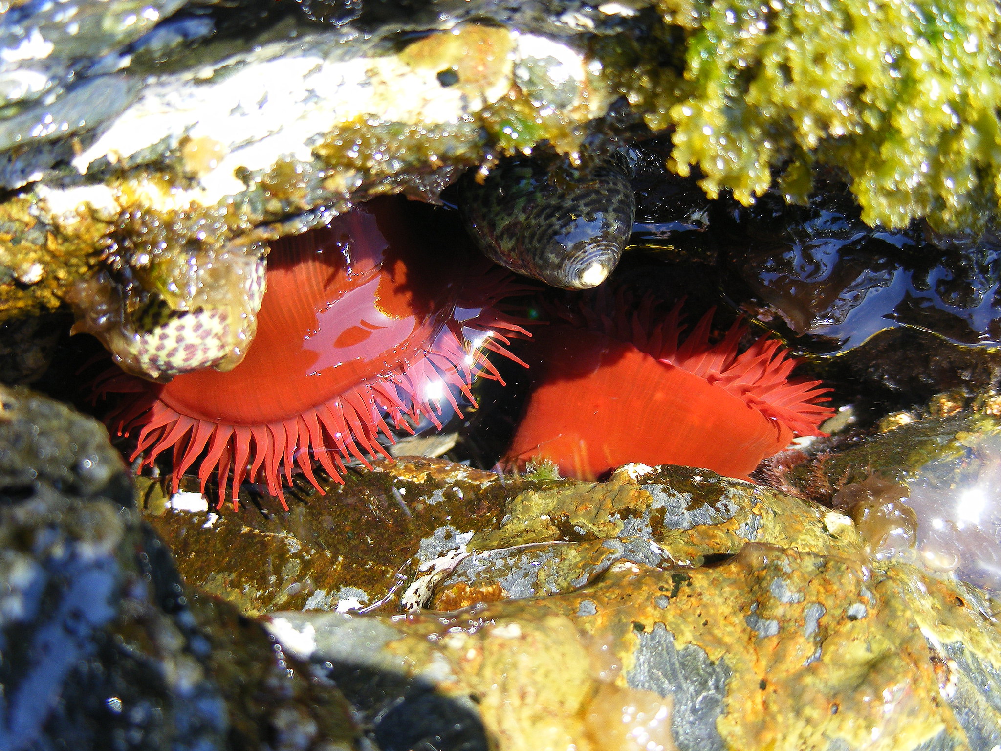 Actinia equina | Tomàquet de mar | Espècies Marines del Mediterrani