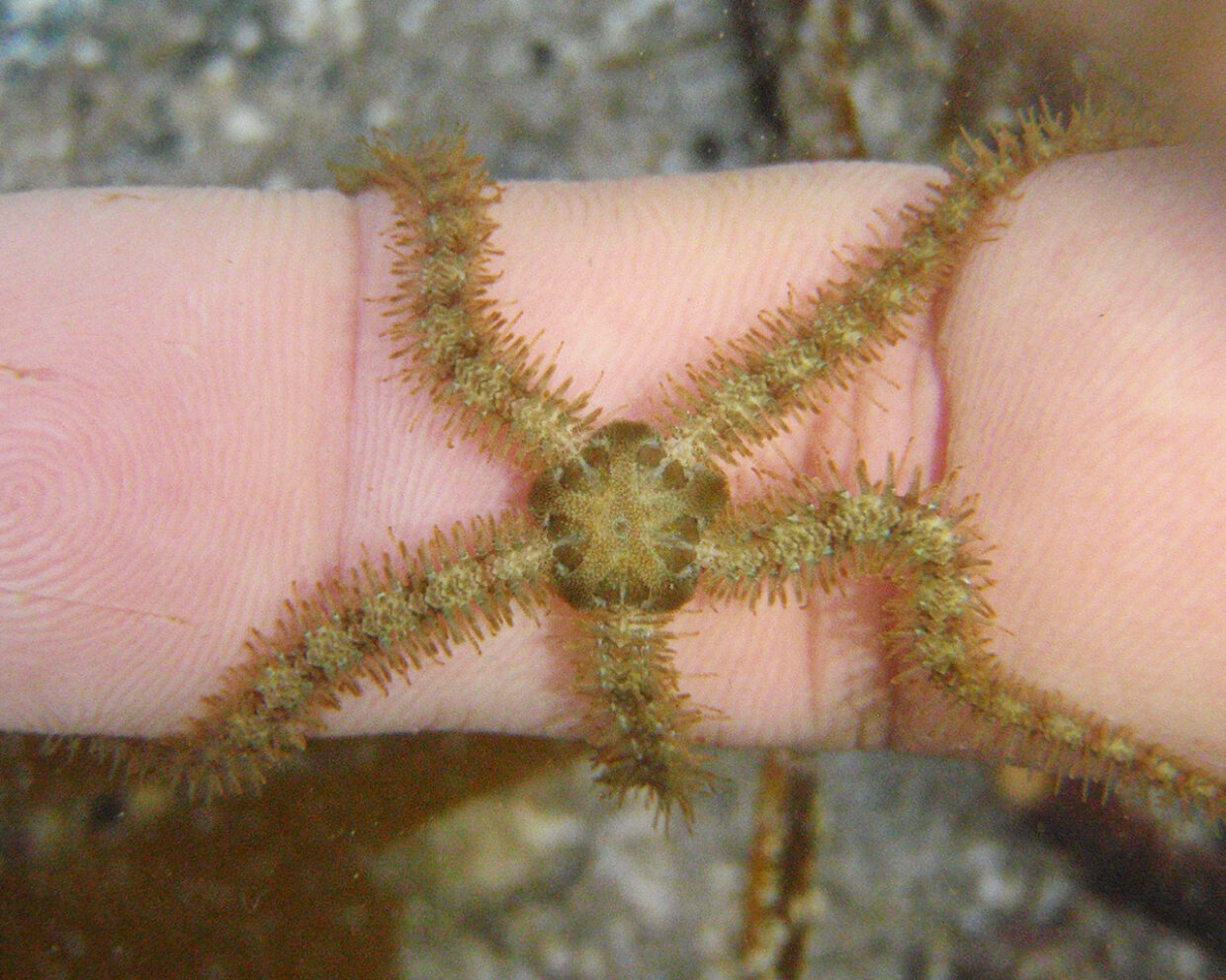 Ophiothrix fragilis | Ofiura | Espècies Marines del Mediterrani