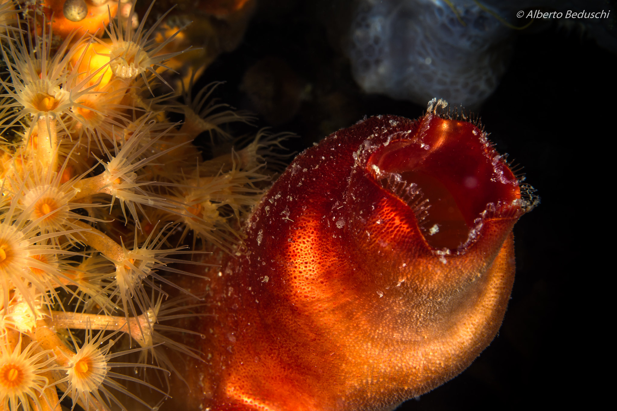 Halocynthia papillosa | Ascidi roig | Espècies Marines del Mediterrani