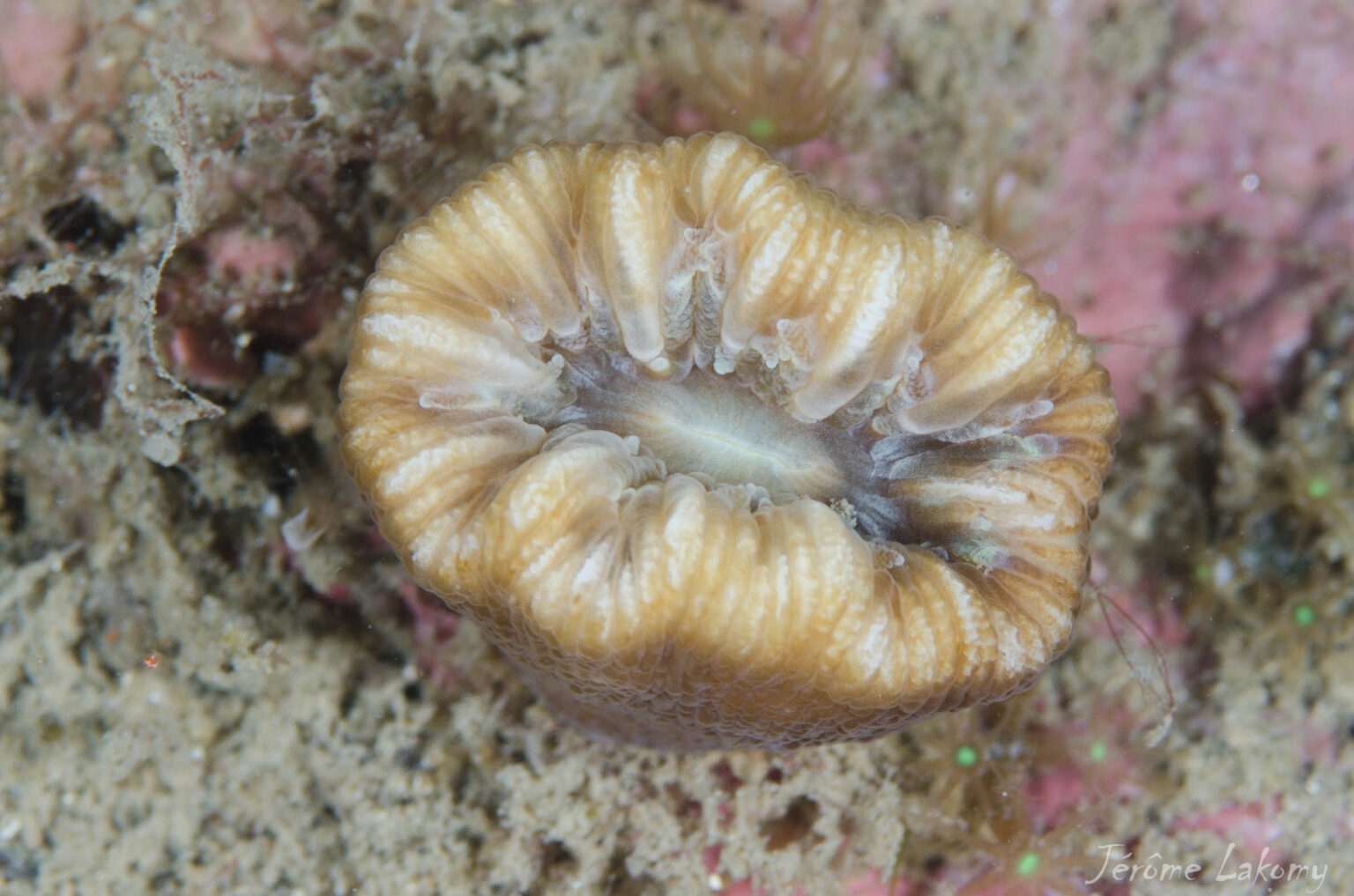 Caryophyllia inornata | Clavell | Espècies Marines del Mediterrani
