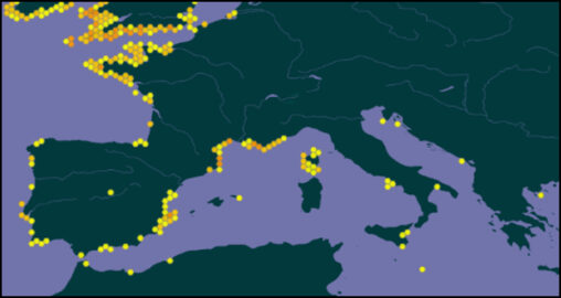Clavelina lepadiformis | Ascidi bombeta | Espècies Marines del Mediterrani