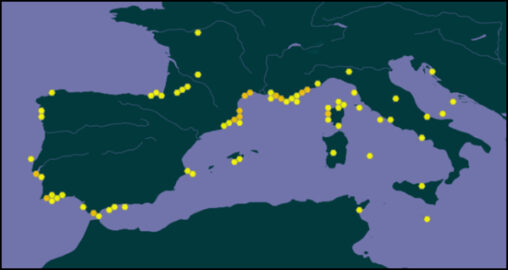 Simnia spelta | Ou blanc | Espècies Marines del Mediterrani