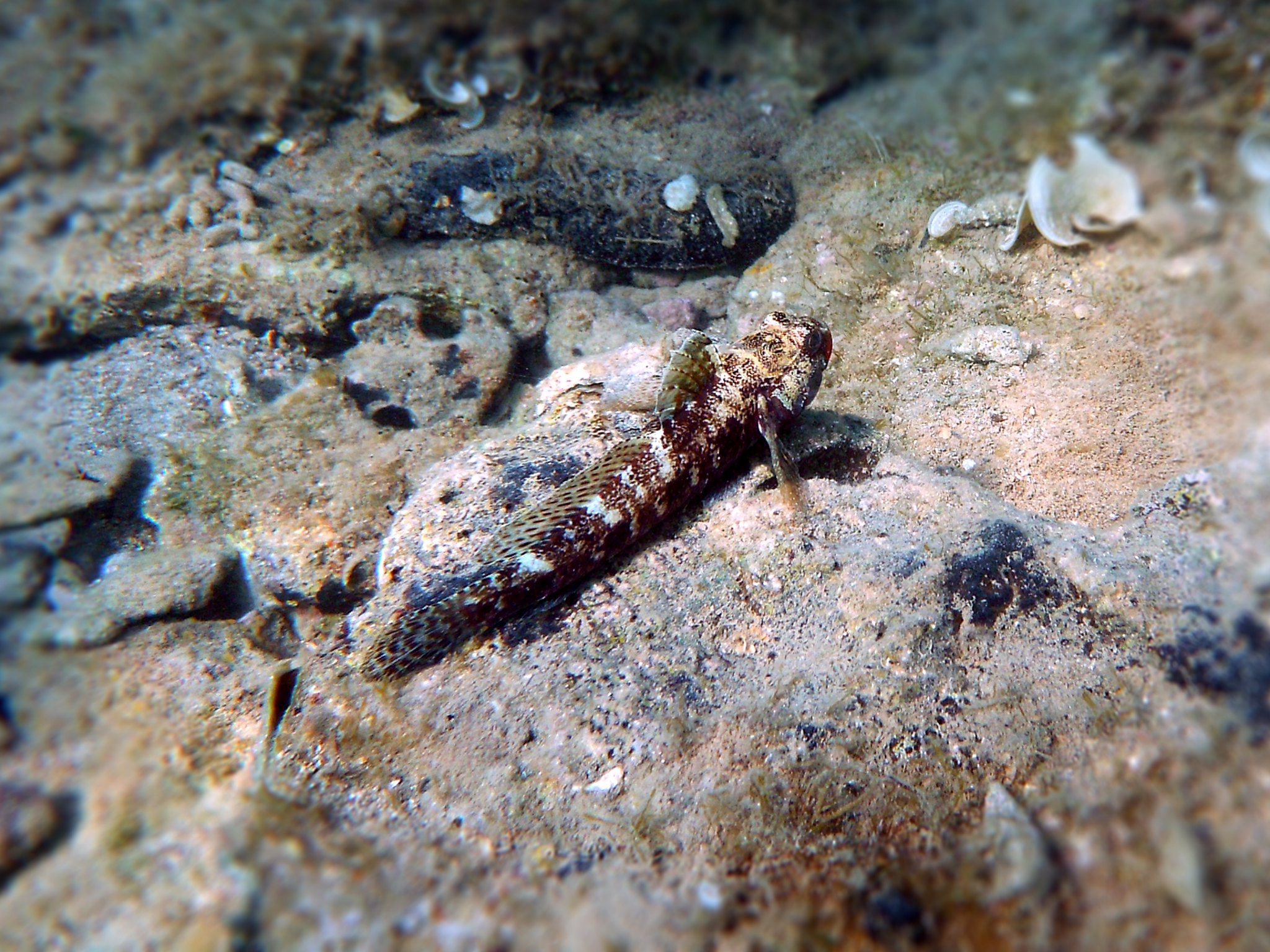 Gobius paganellus | Calacabot | Espècies Marines del Mediterrani