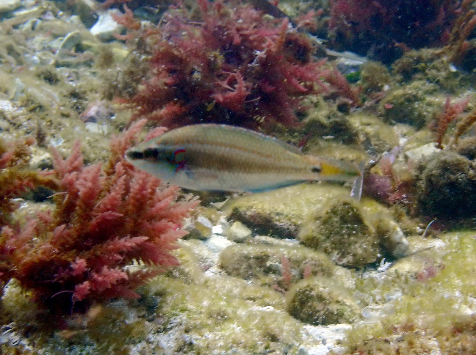 Symphodus ocellatus | Roqueret | Espècies Marines del Mediterrani