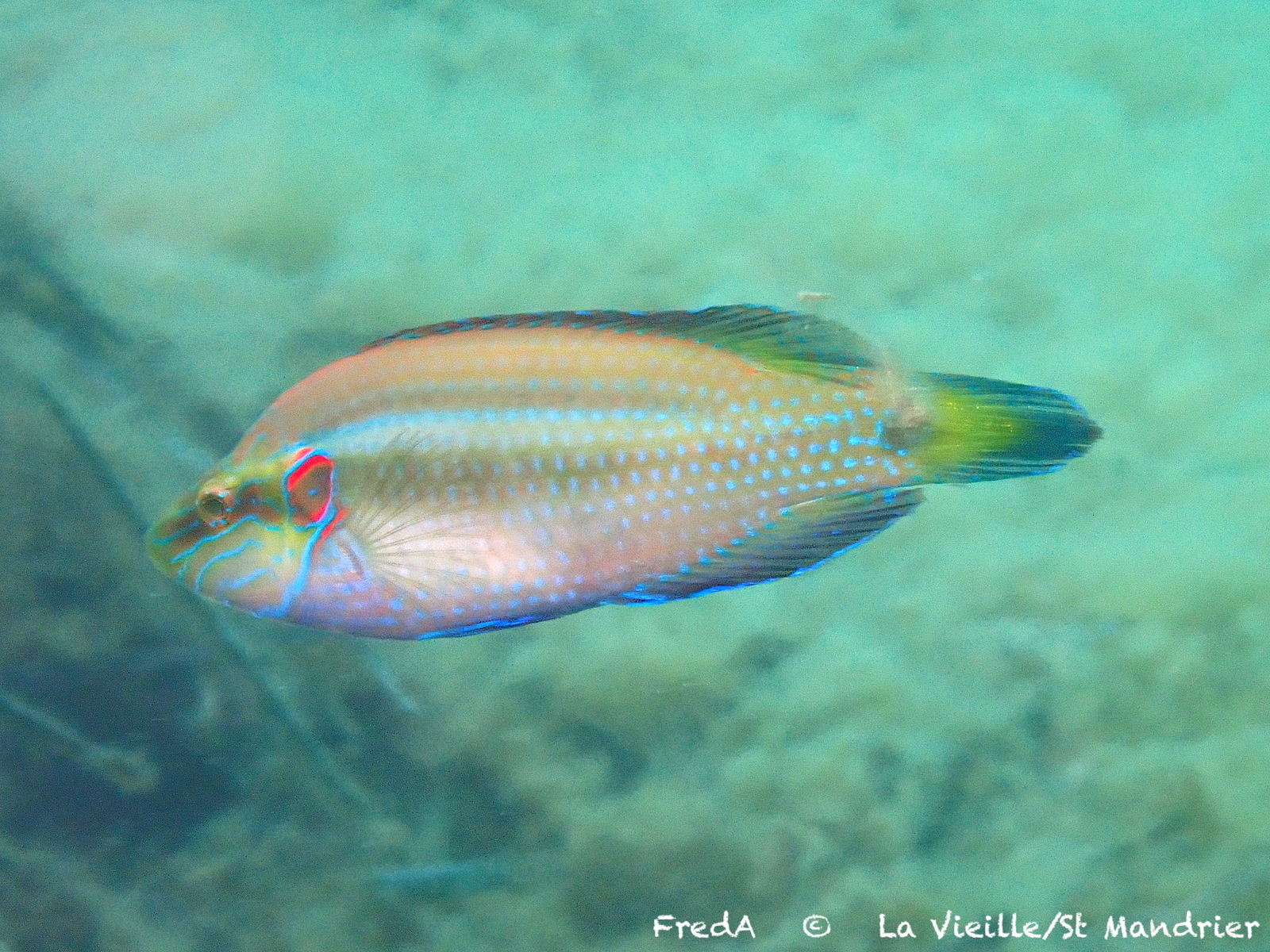 Symphodus ocellatus | Roqueret | Espècies Marines del Mediterrani