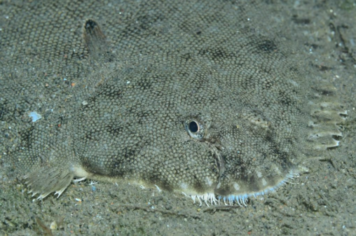 Solea solea | Llenguado – Espècies Marines del Mediterrani