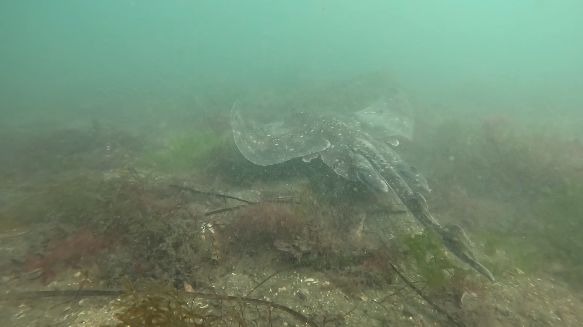 Raja undulata | Clavellada | Espècies Marines del Mediterrani